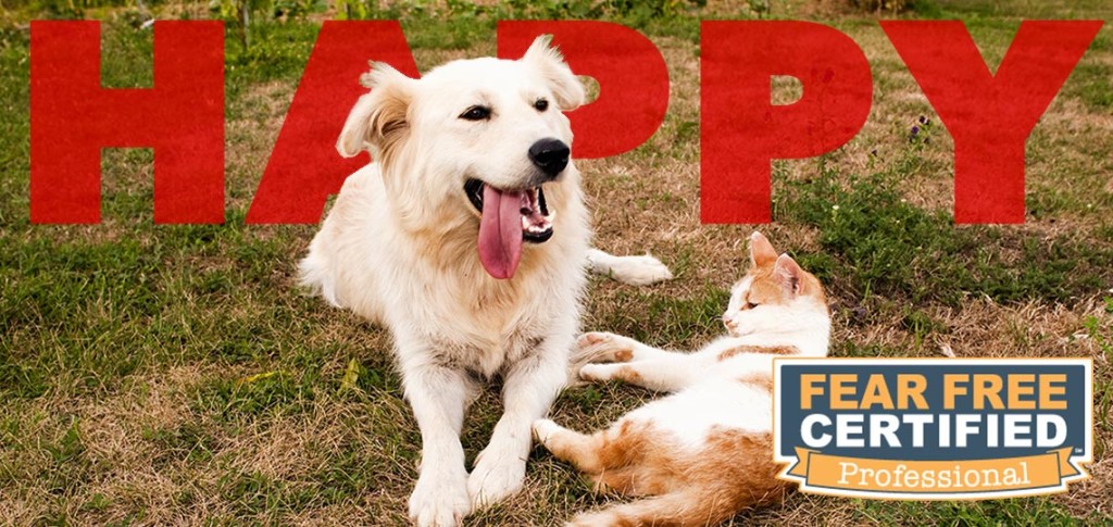 TLC Pet Hospital | Best Albuquerque Veterinarians | Surgery